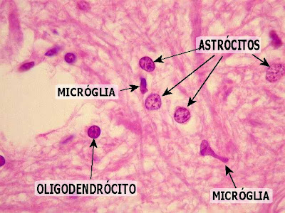 Ciencias Morfologicas II: ***!!!Veja a seguir algumas lâminas focadas ...