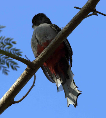 Feb. 2009 Cuba Bird Survey: Cuban Trogon - Cuba's national bird - x2