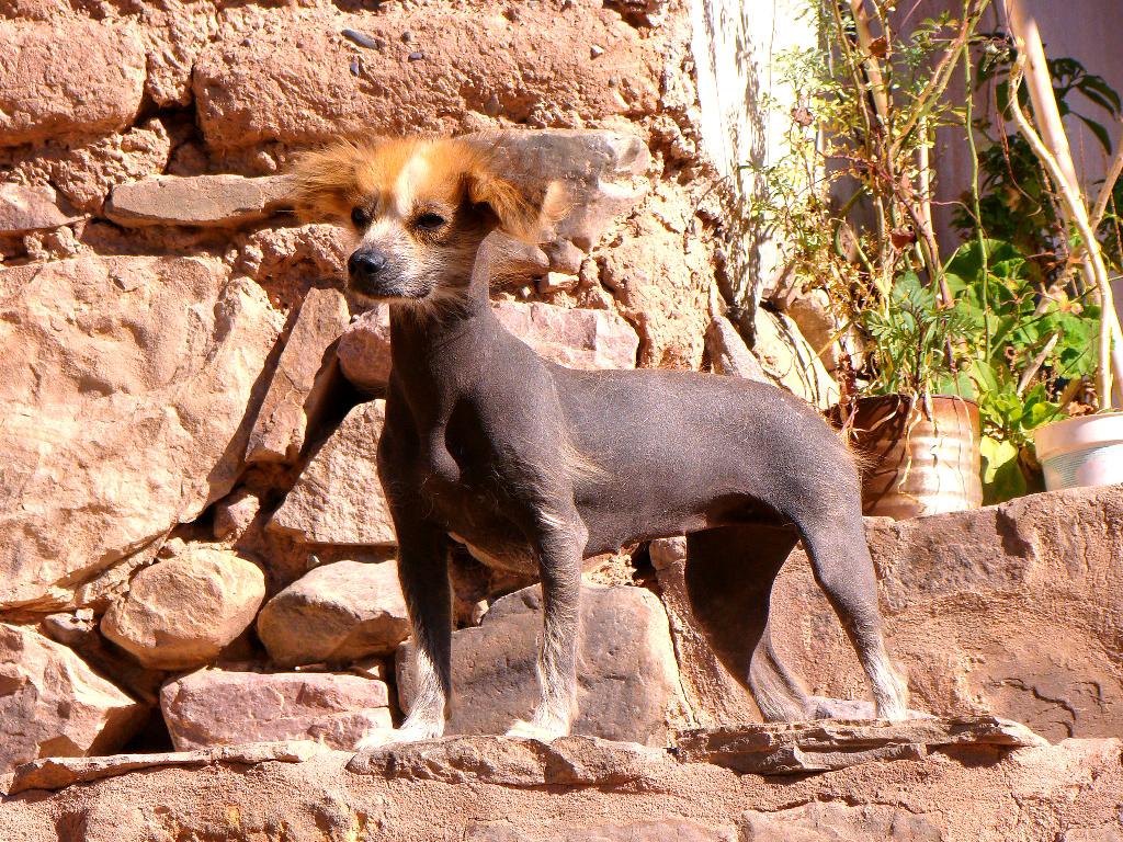 FotoDiario del Norte: Perro Pila (una más de Tilcara)