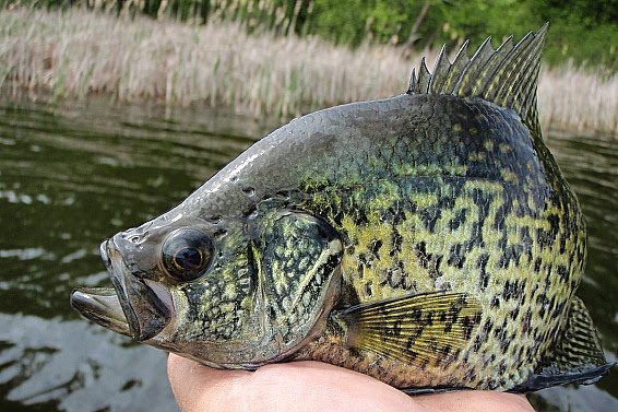 Casey's catch of the day: Fantastic week of fishing