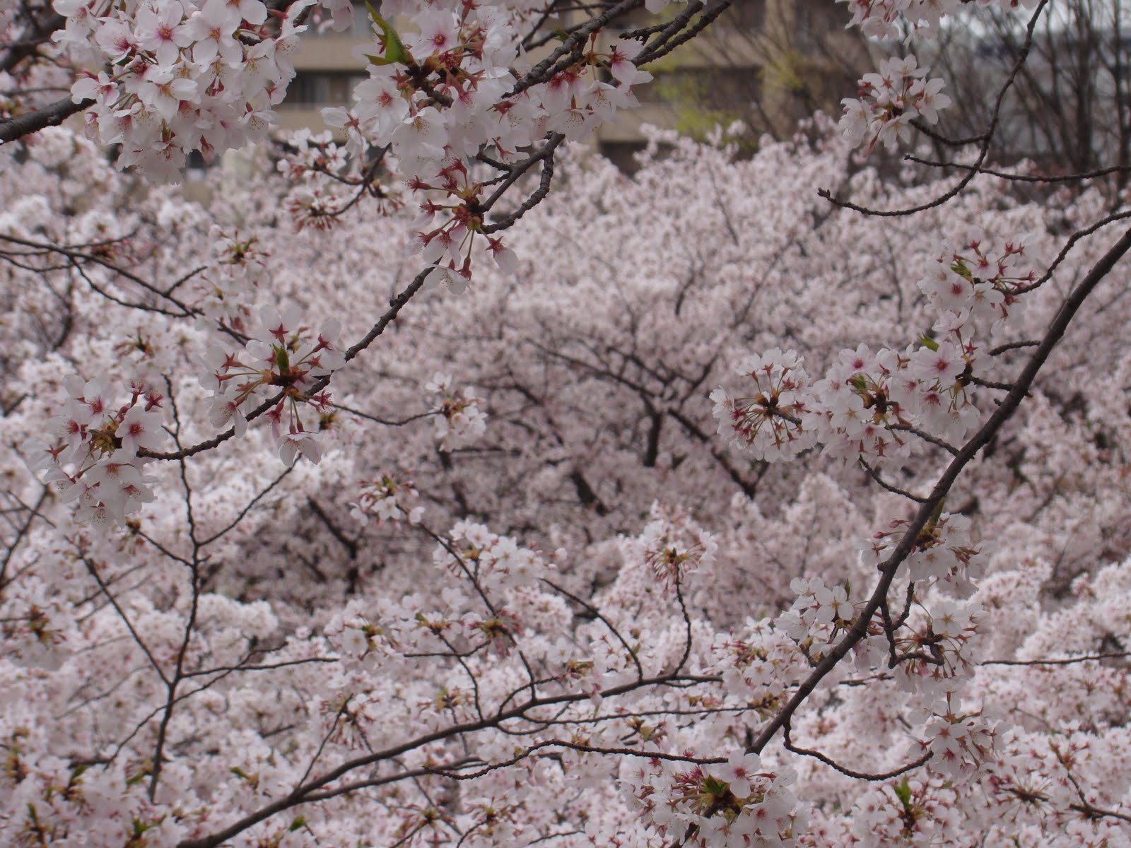 Exploring Tokyo and Beyond: Spring time in Japan means hanami time!