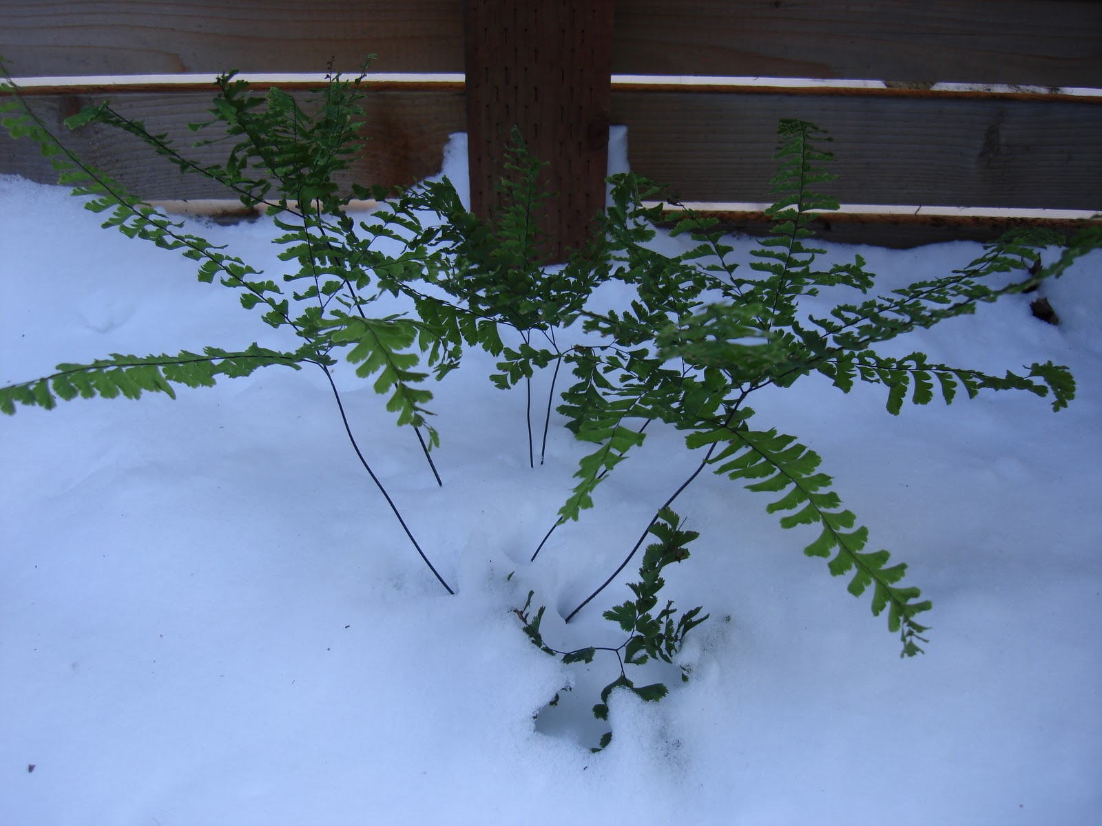 Snow as hyperbole – Fauntleroy Gardening Co. Blog