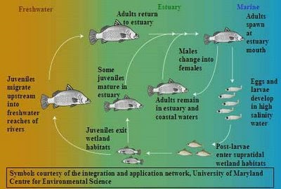 KB-ians anglers Team: BARRAMUNDI LIFE CYCLE