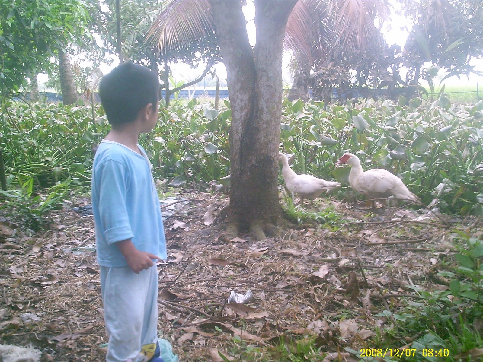 MYSYAHMIR: THE CHICKEN LEGACY