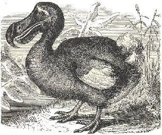 MYSYAHMIR: THE CHICKEN LEGACY