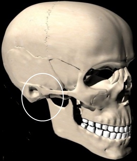 "By Word of Mouth": Incredible Tales of Dental Evolution Part I: The ...