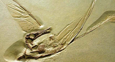 The Pterosaur Database: Rhamphorhynchus Wings