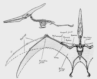 The Pterosaur Database: Discovering Pterosaur flight - Part 1