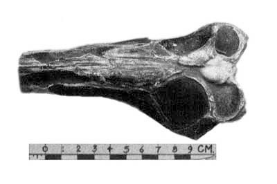 The Pterosaur Database: The Pterosaur Brain