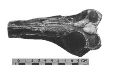 The Pterosaur Database: October 2010