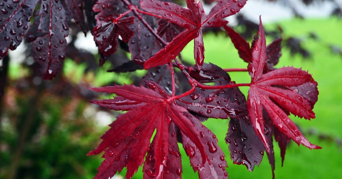 This Grandmother's Garden: Leaves of Delight