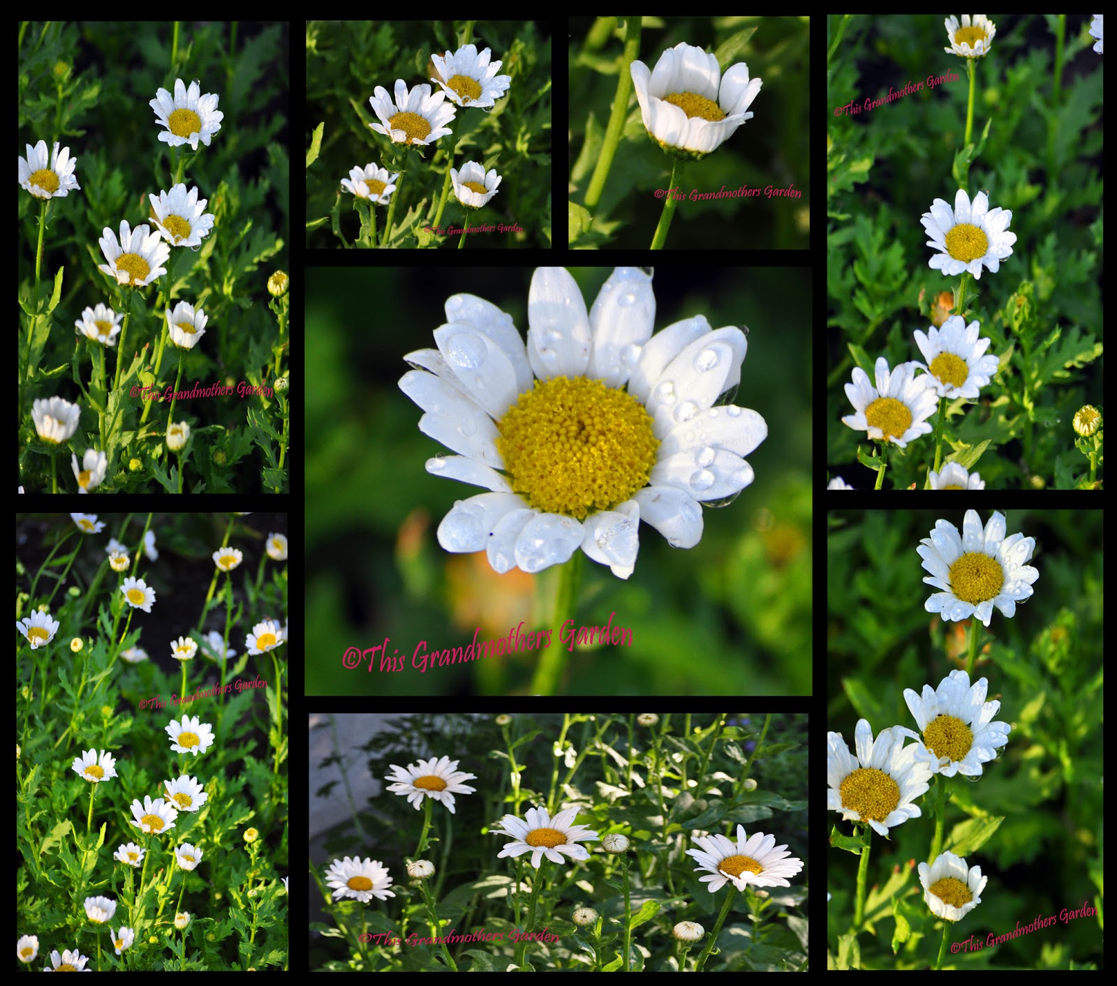 This Grandmothers Garden He Loves Me ♥ ♥ ♥ He Loves Me Not