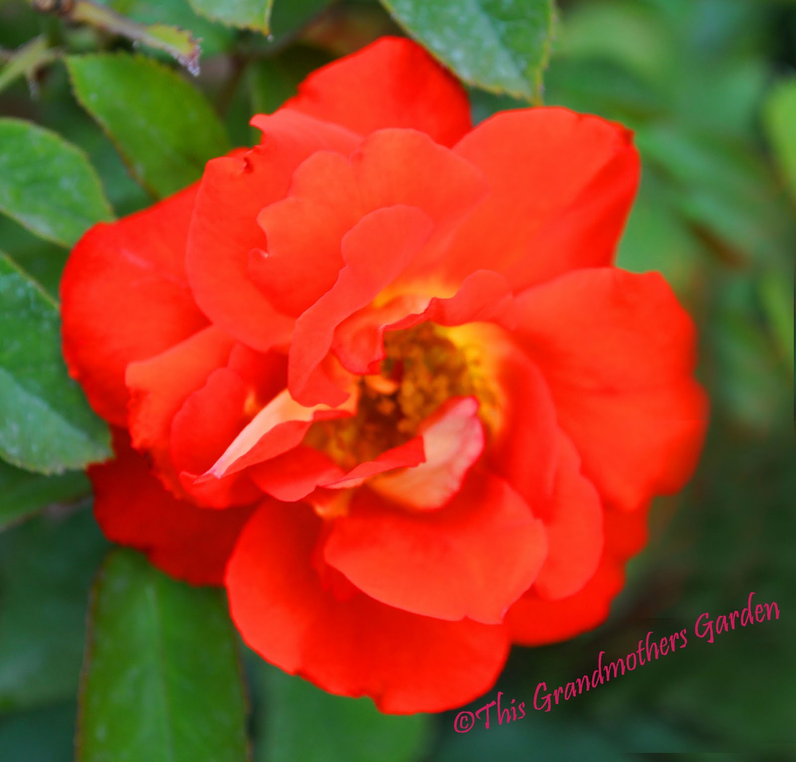 This Grandmother's Garden: Rosa Caramba!