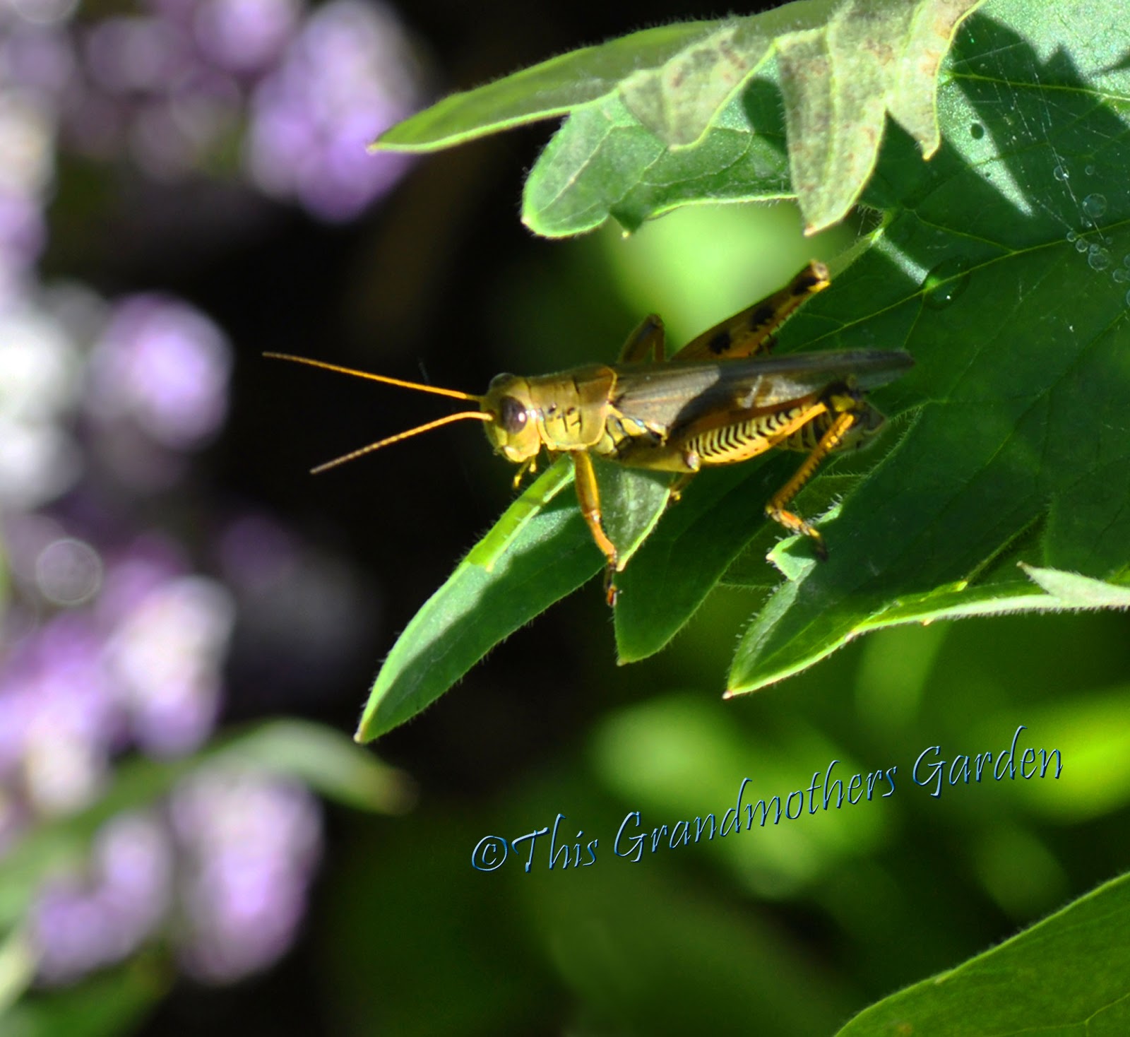 This Grandmother's Garden: The Grasshopper and the Ant