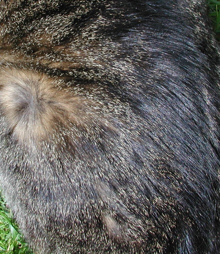 Prints of a Cat: Unique or Ordinary Fur