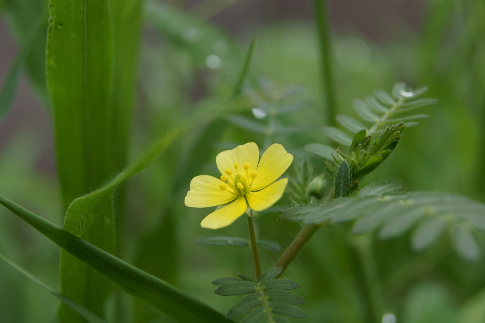 Del Mero Chihuahua: Mi Cámara... Por Fin