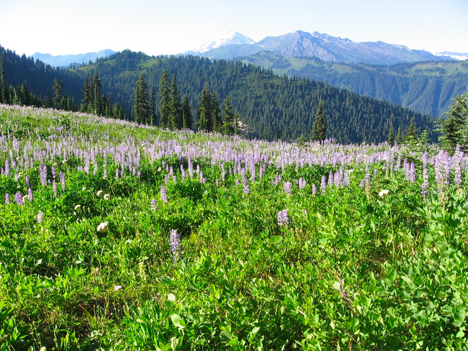 the flying squirrel: Meander Meadow - Kodak Peak - Indian Pass