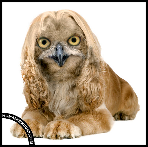 A Whole Lotta Love: Animal Morphs