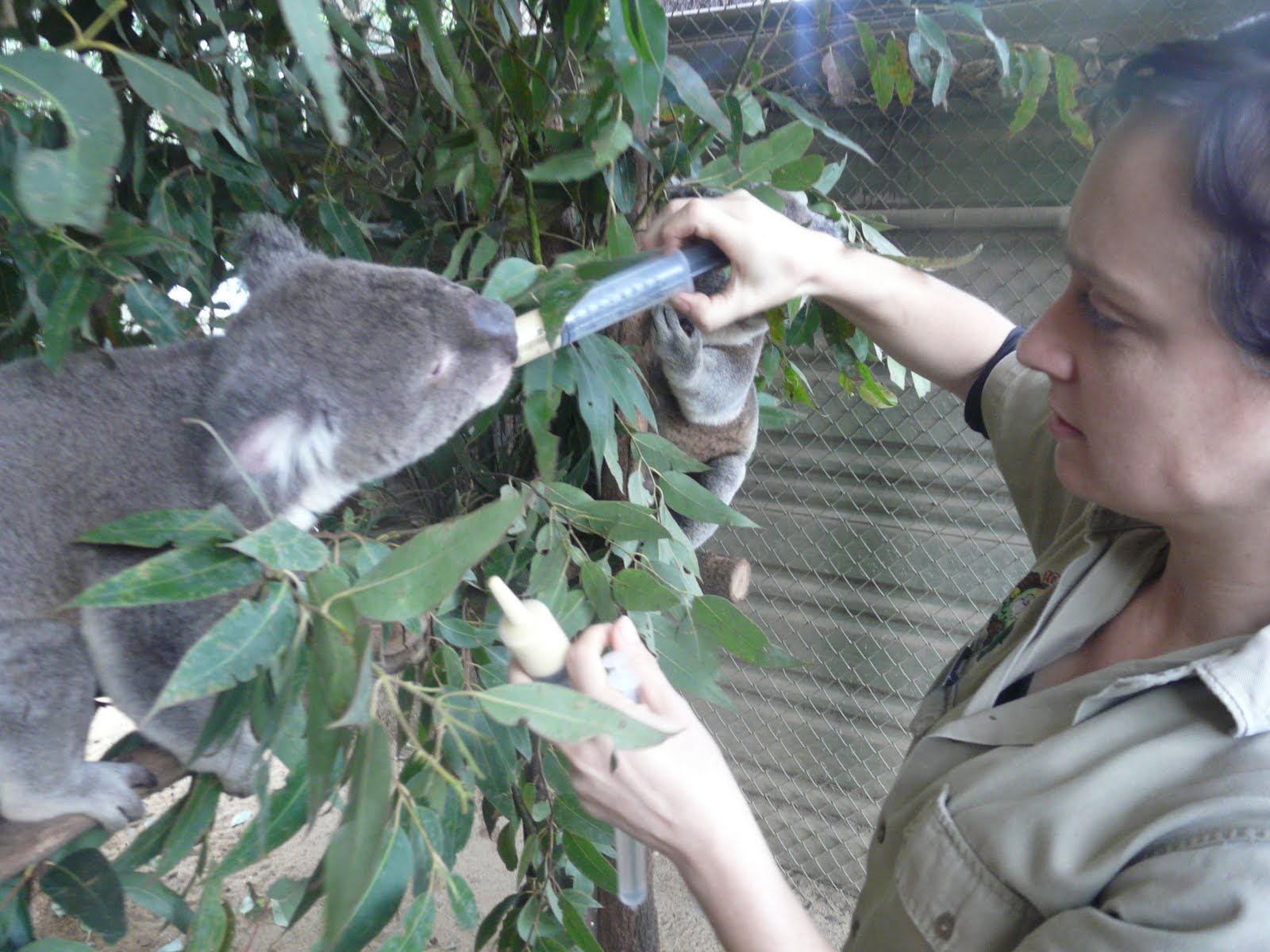 Samantha's Backpacking Guide to Australia: My day as a zoo keeper!