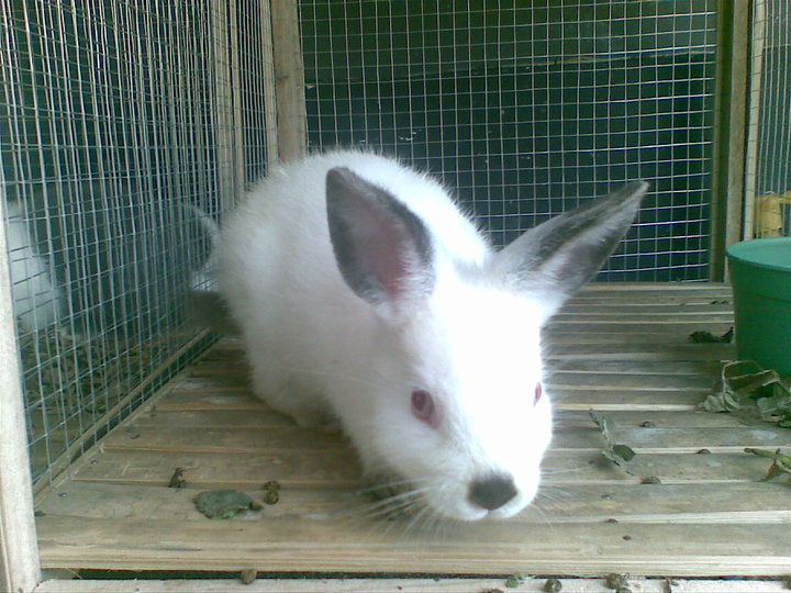 PERMATA RABBITRY: JUAL KELINCI HIMALAYAN, BETINA,10 BULAN