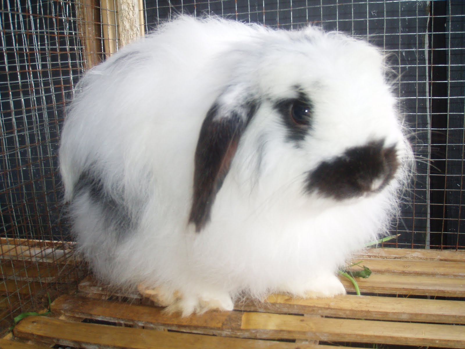 PERMATA RABBITRY: JUAL KELINCI, FUZZY LOP, JANTAN, 11 BULAN