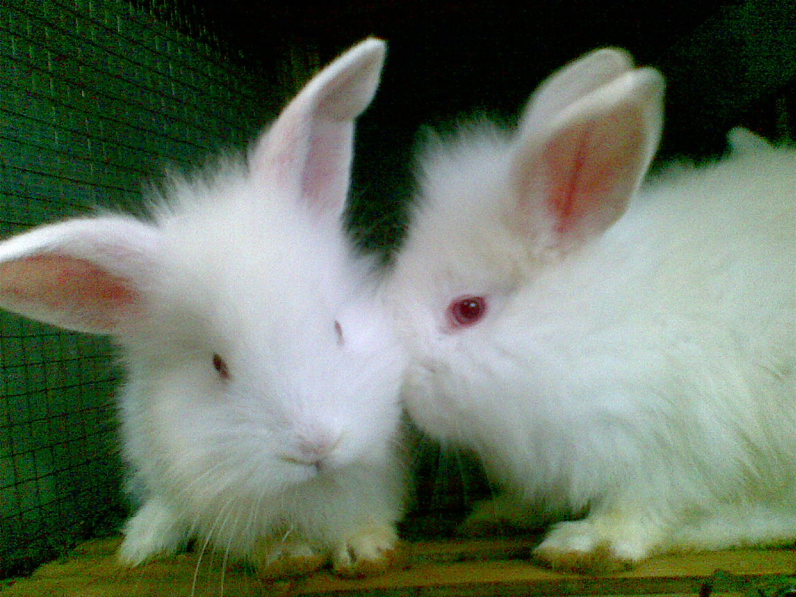 PERMATA RABBITRY: JUAL ANAKAN KELINCI HIAS BERBAGAI JENIS