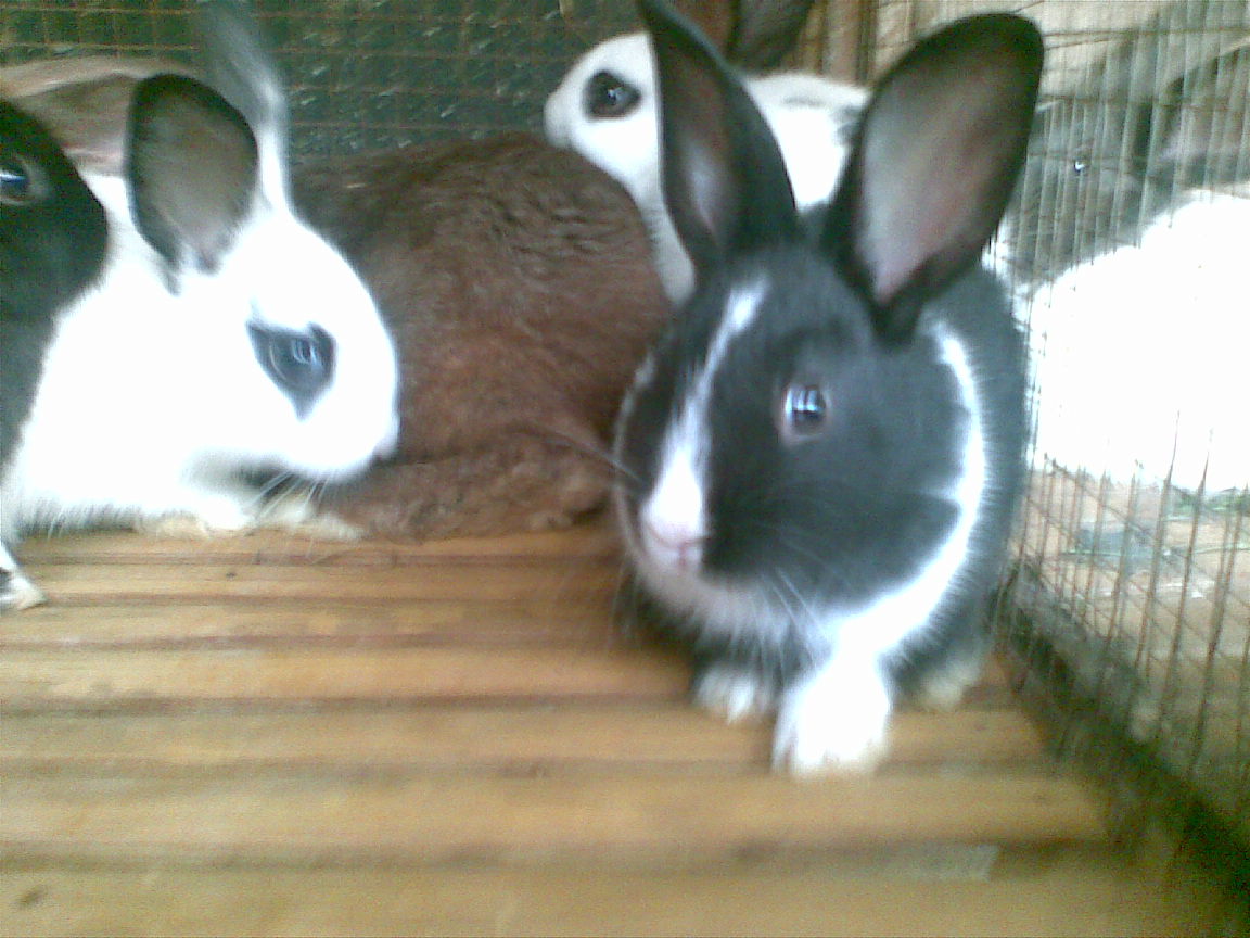 PERMATA RABBITRY: JUAL ANAKAN KELINCI HIAS BERBAGAI JENIS