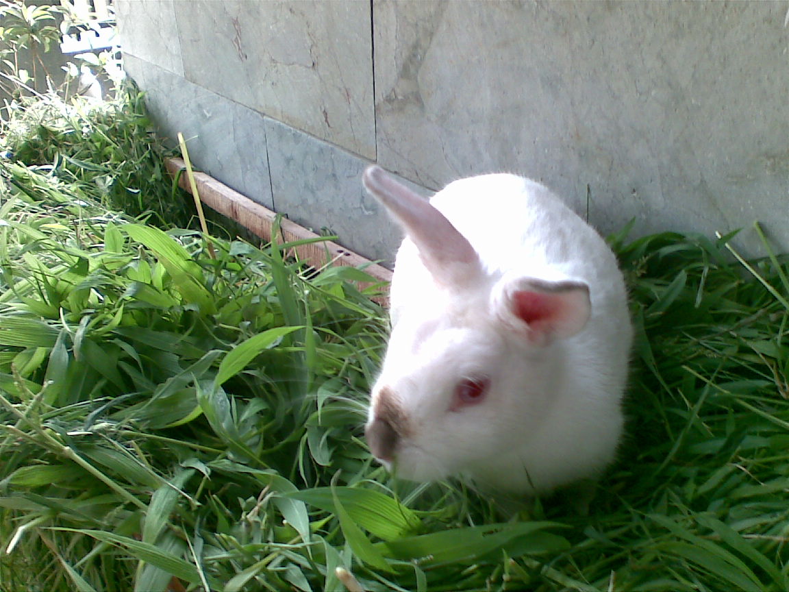 PERMATA RABBITRY: JUAL KELINCI HIMALAYAN, BETINA,10 BULAN