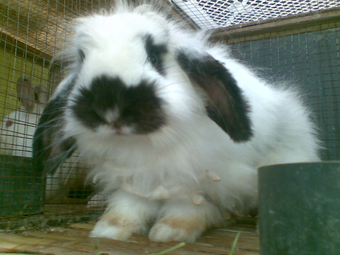 PERMATA RABBITRY: JUAL KELINCI, FUZZY LOP, JANTAN, 11 BULAN