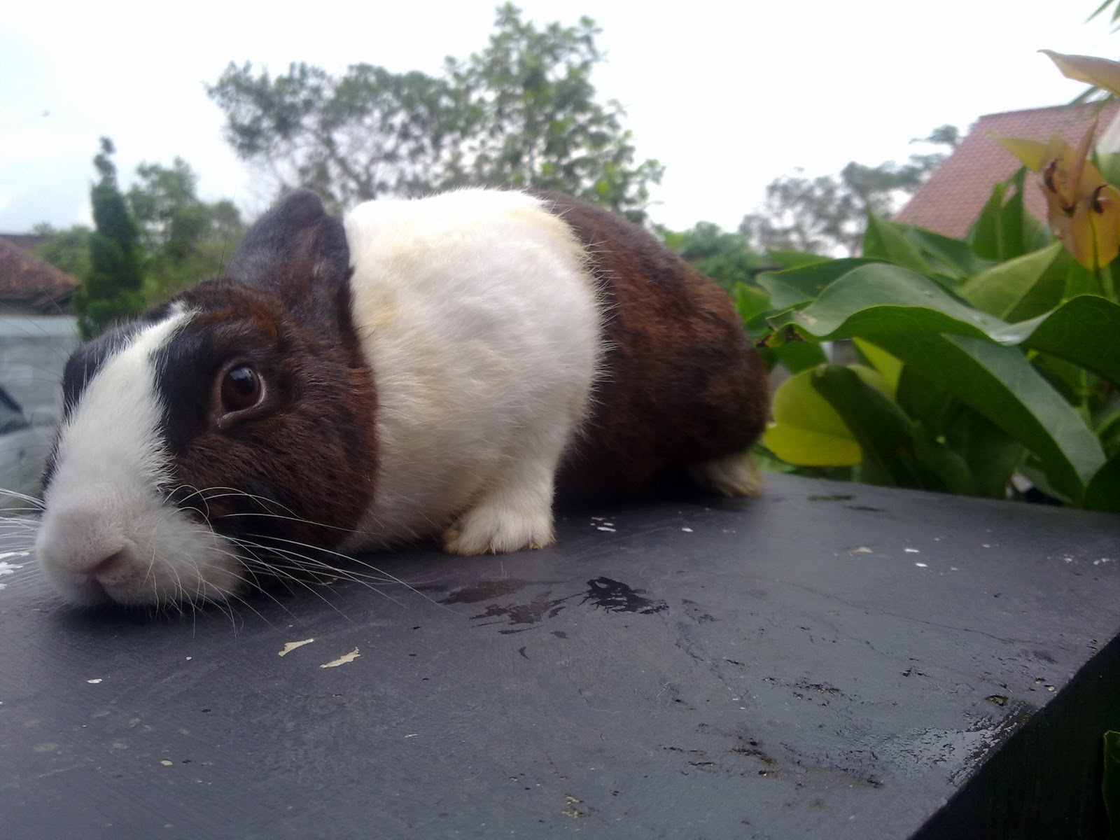 PERMATA RABBITRY: JUAL KELINCI DUTCH, HITAM COKLAT, JANTAN, 9 BULAN