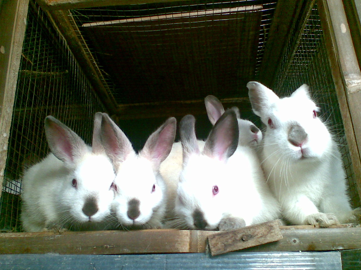 PERMATA RABBITRY: JUAL KELINCI, HIMALAYAN, ANAKAN, LAHIR 20 - 12 - 2010
