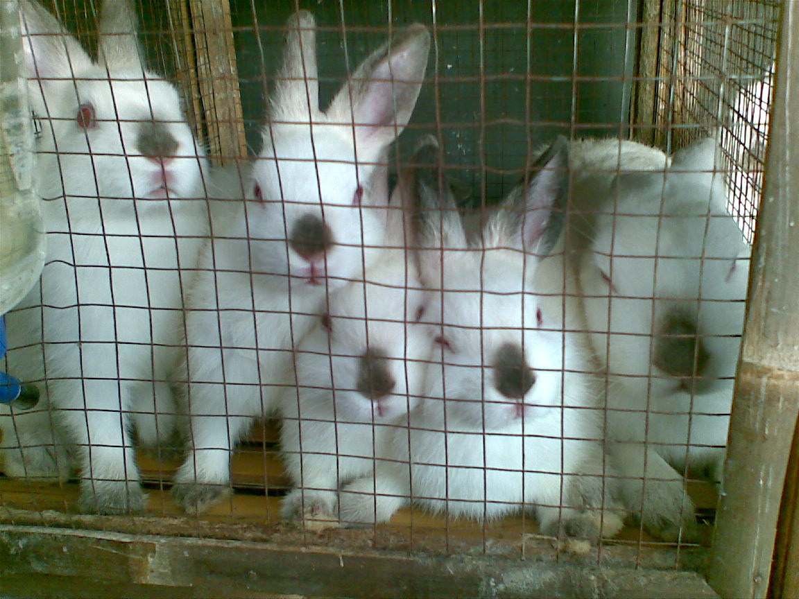 PERMATA RABBITRY: JUAL KELINCI, HIMALAYAN, ANAKAN, LAHIR 20 - 12 - 2010