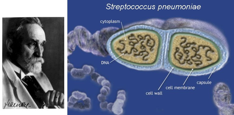 Microbiologos ilustres: Fraenkel, Albert (1848-1916)
