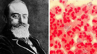 Microbiologos ilustres: Neisser, Albert (1855-1916)