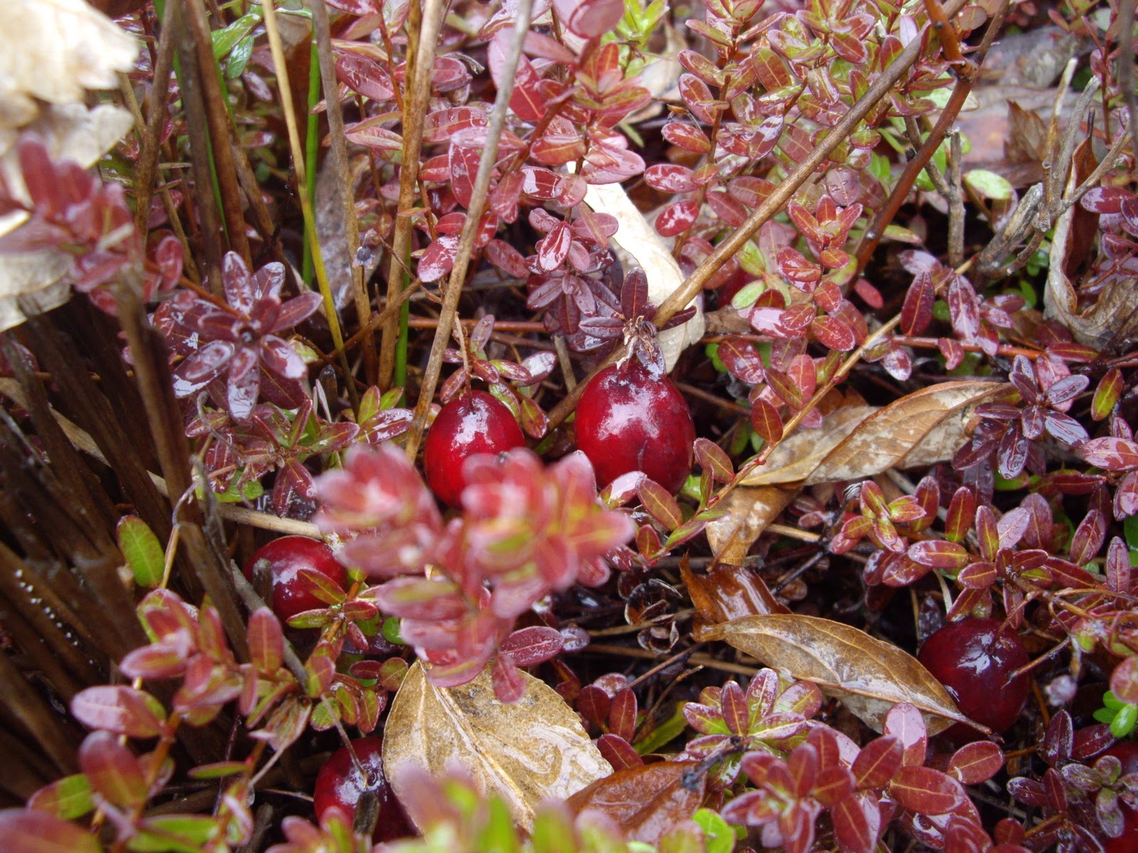 Dear Spring Green: Cranberry Picking on My Parent's Farm