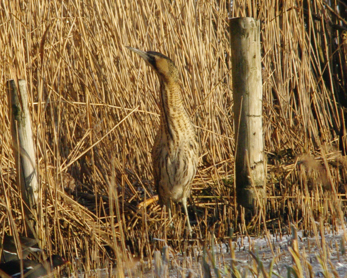 Bamber Bridge Birder: Bittern & Waxwing - Leighton Moss