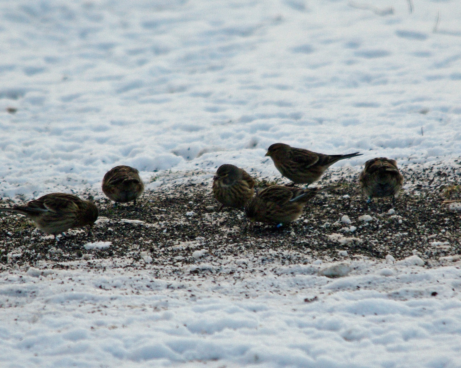 Bamber Bridge Birder: Bittern & Waxwing - Leighton Moss