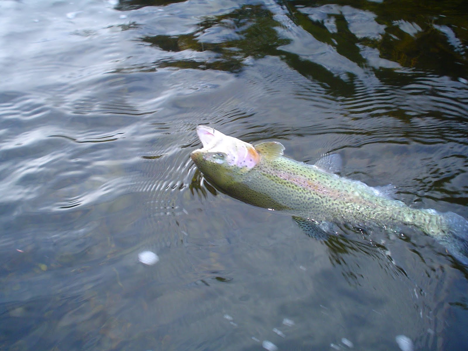 Welcome to the Millers River Fly Fishing Forum : A Really Nicely ...