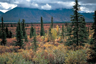 bosque de coniferas: introduccion