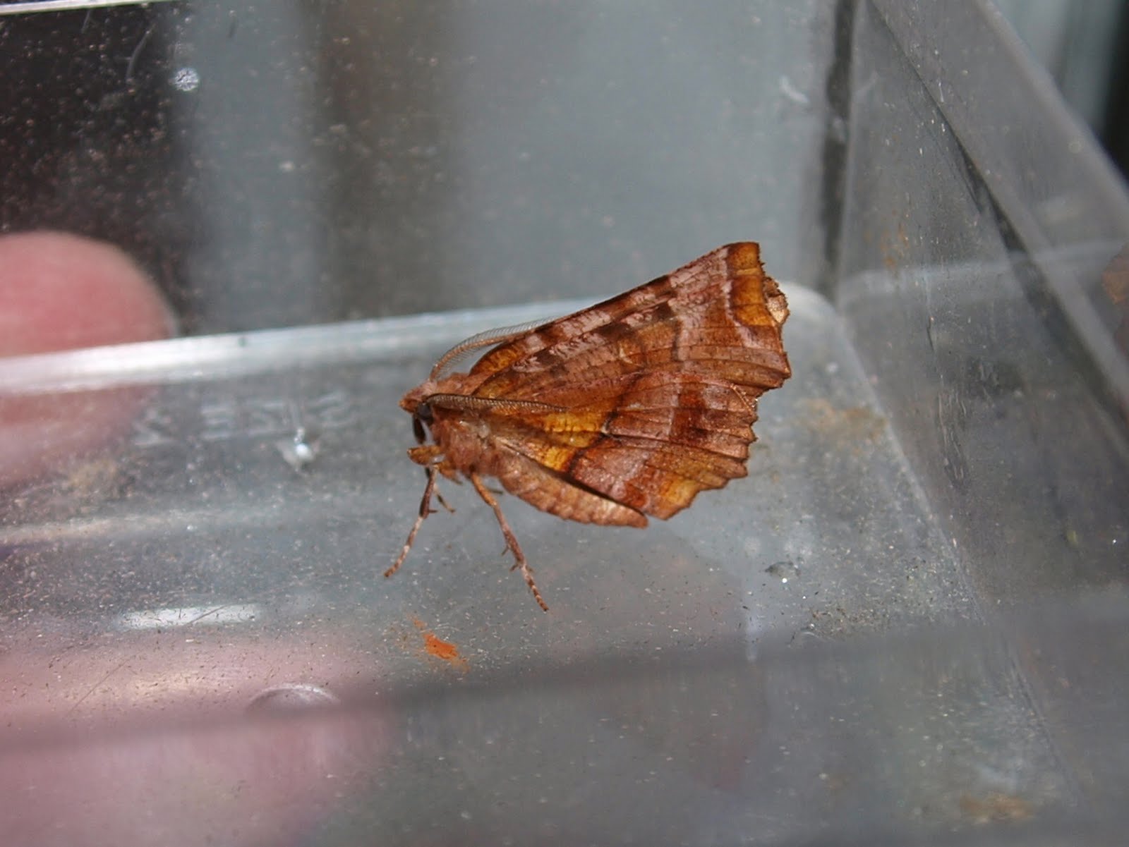 Ragged Robin's Nature Notes: Appearance of the dreaded worn moth LBJ's