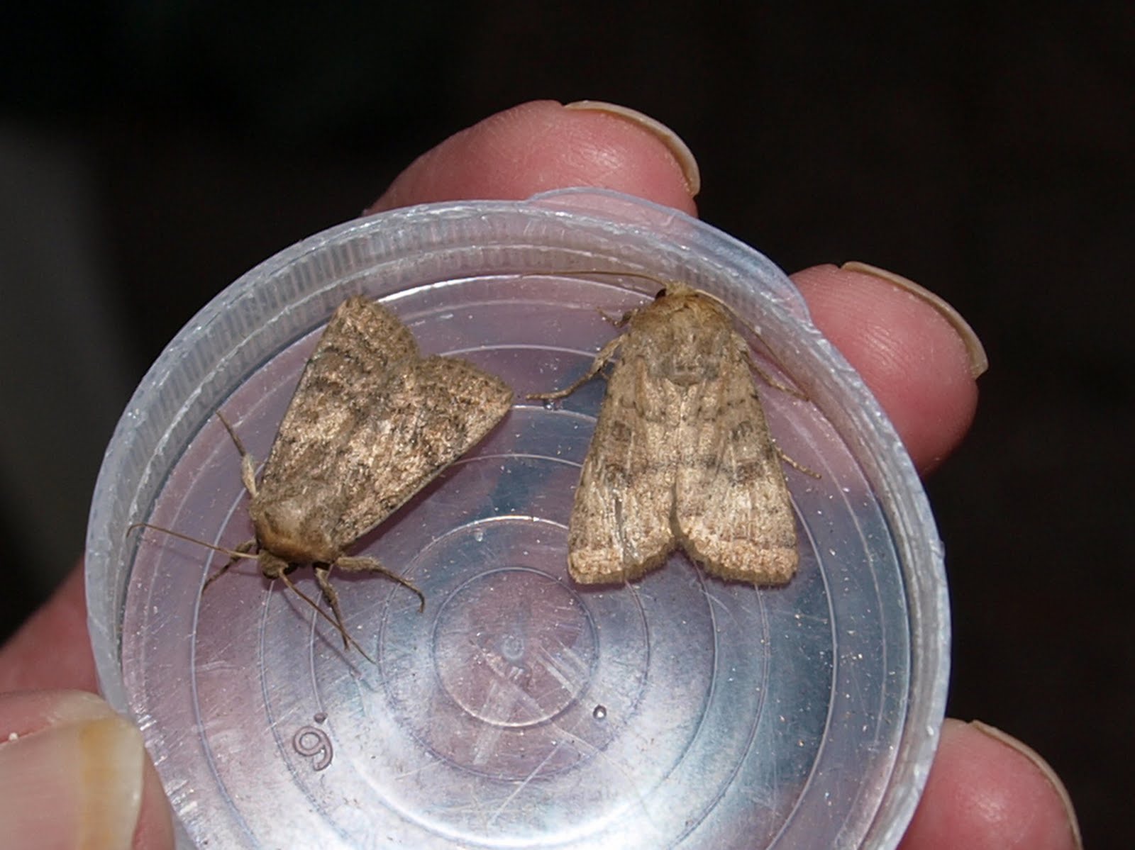 Ragged Robin's Nature Notes: Appearance of the dreaded worn moth LBJ's