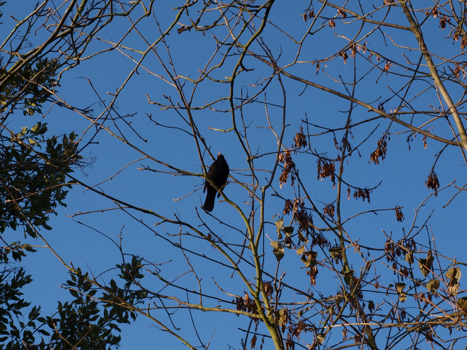 Ragged Robin's Nature Notes: Garden Birds