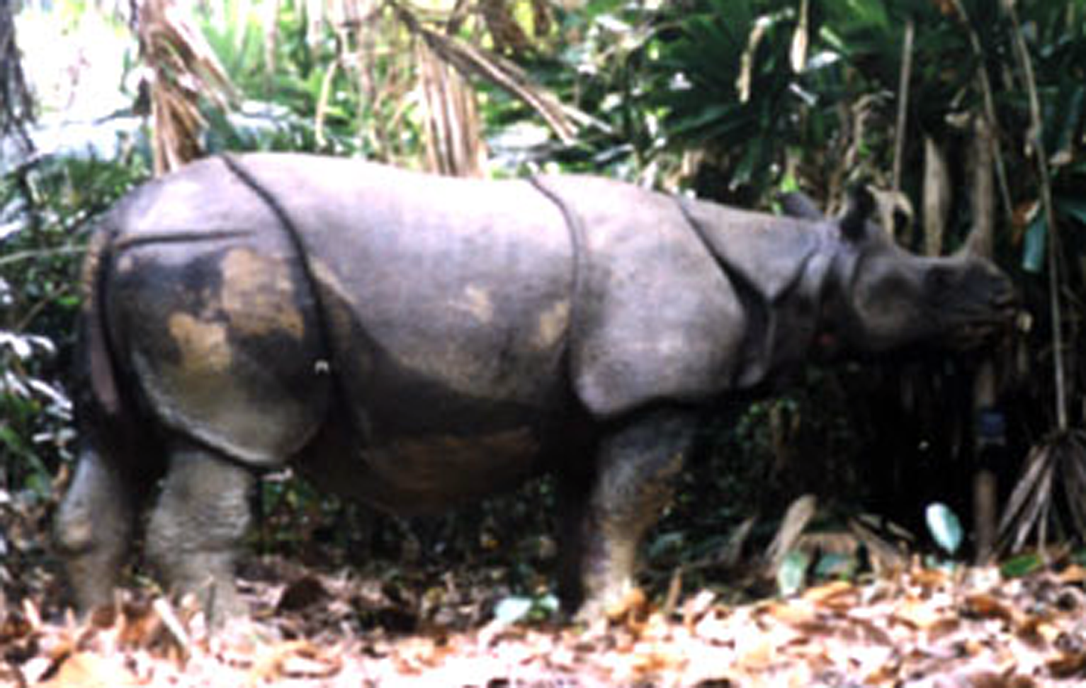Critically Endangered Species: Javan Rhinoceros