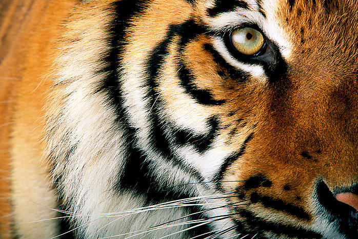 Critically Endangered Species: Tiger