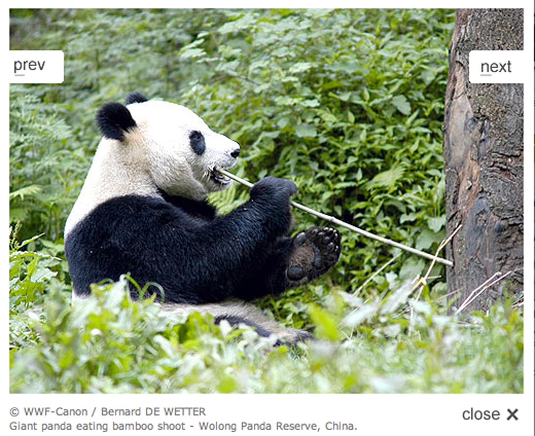 Critically Endangered Species: Giant Panda