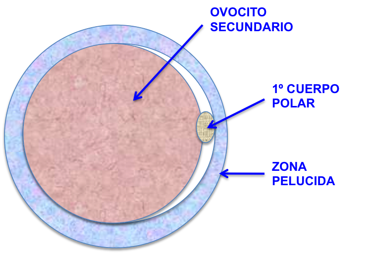 SOS EMBRIOLOGIA HUMANA: OVOGENESIS. MEIOSIS