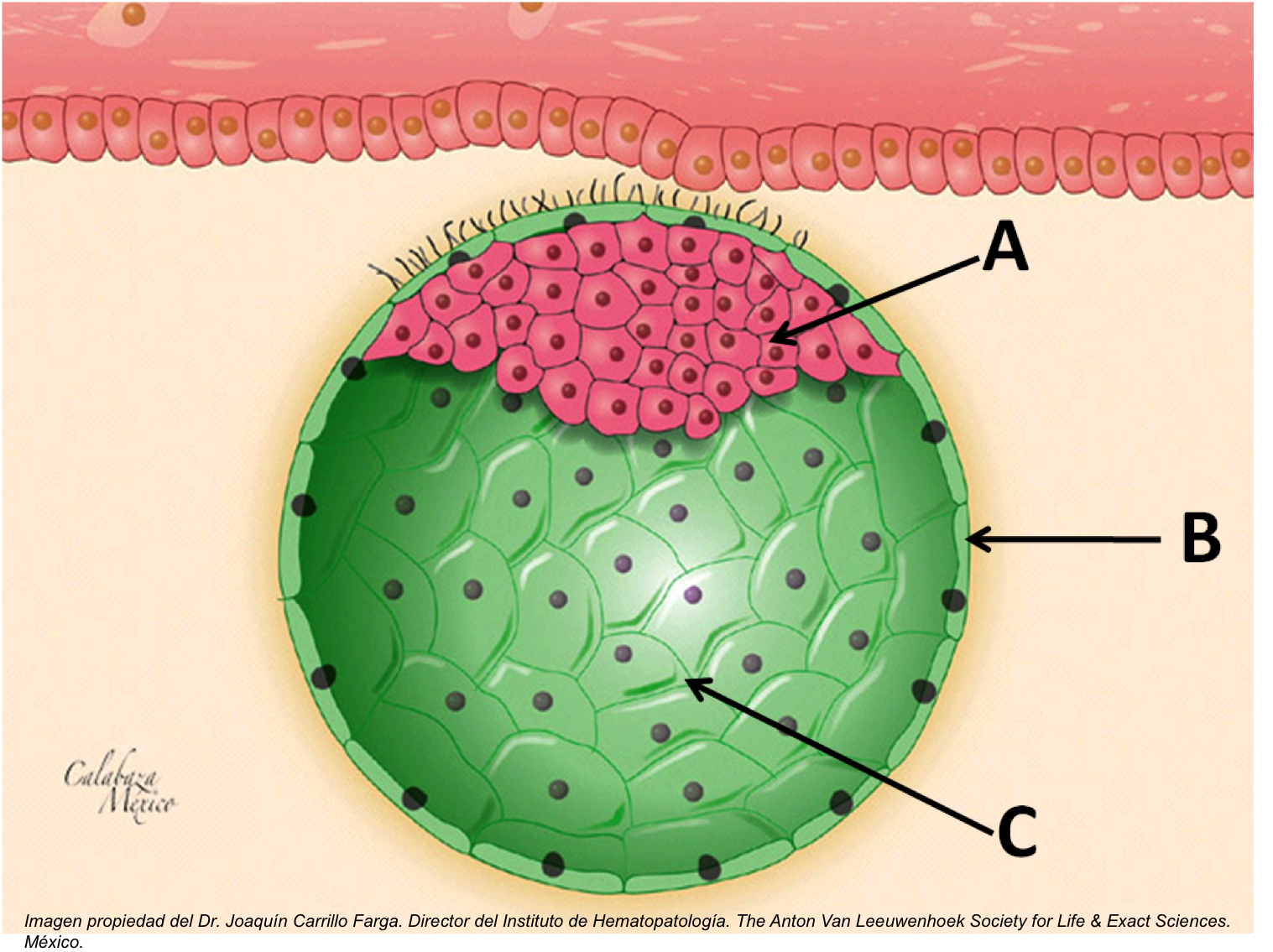 Fecundación y Primeras Etapas del Desarrollo Embrionario on emaze