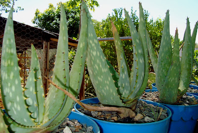 S U C U L E N T A S - 2 0 0 0: PLANTAS SUCULENTAS DISPONIBLES PARA LA ...