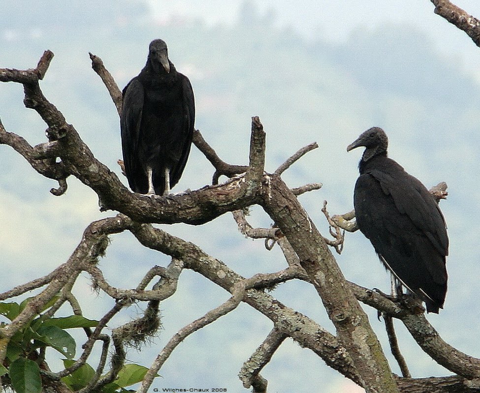 WITCHES-CHAOS: CHULOS,GALLINAZOS, ZOPILOTES o GALEMBOS