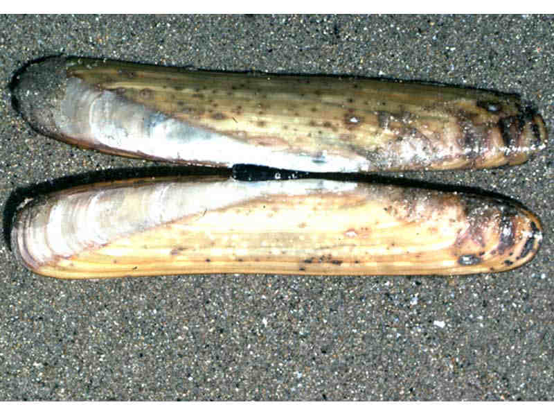 Wayland Wordsmith: HOW TO CATCH A HACK